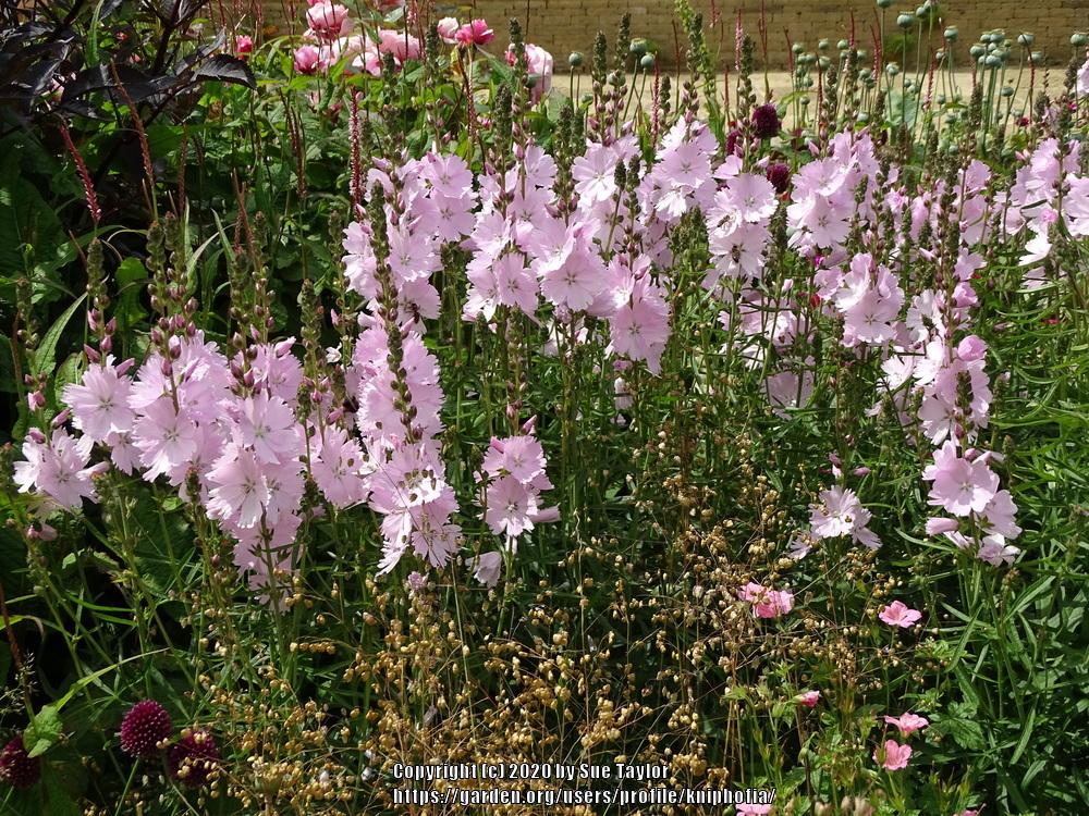 Checker Mallow (Sidalcea malviflora 'Elsie Heugh') - Garden.org