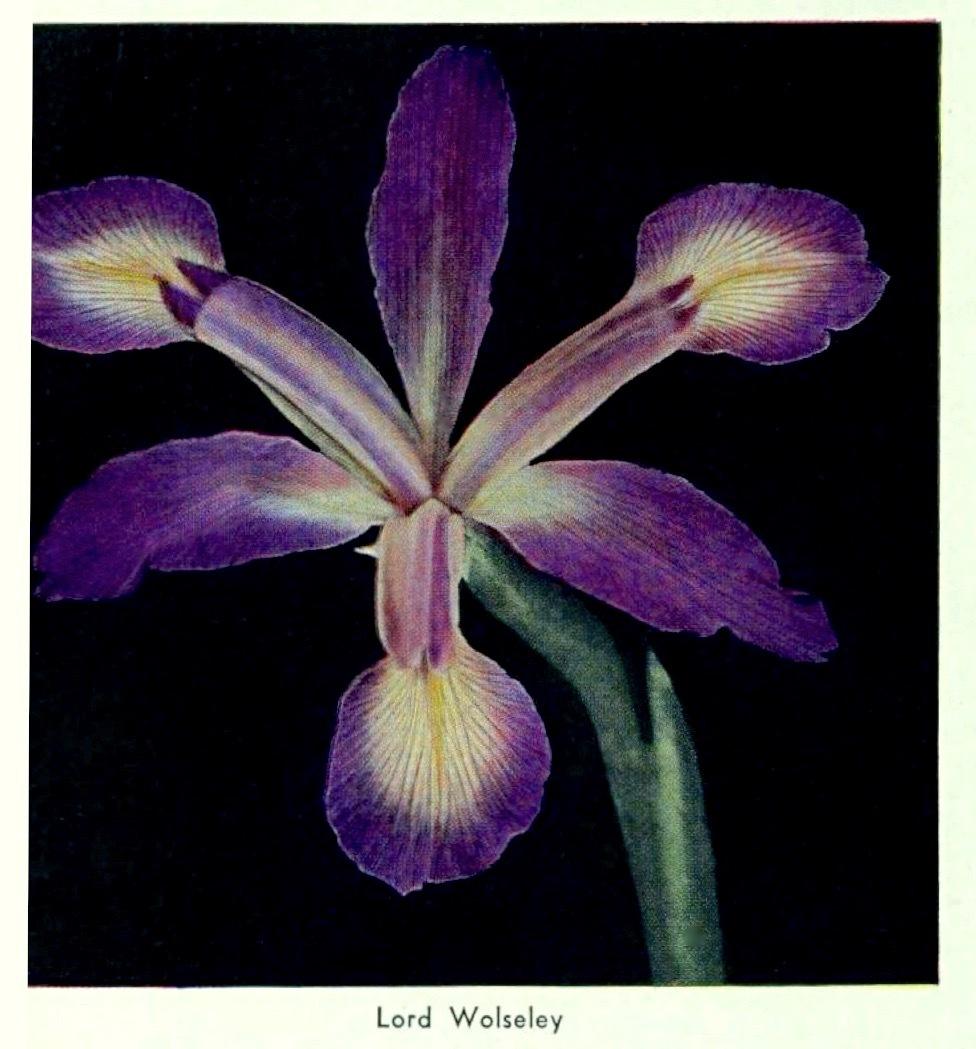 Spuria Iris (Iris 'Lord Wolseley') in the Irises Database - Garden.org