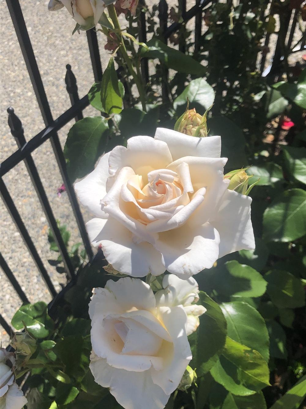 Rose (Rosa 'Full Sail') in the Roses Database - Garden.org