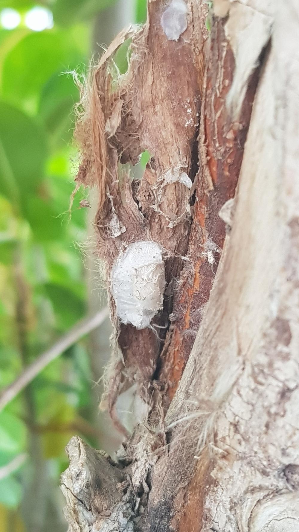 What is this insect? Trunk Canker? in the Ask a Question forum - Garden.org