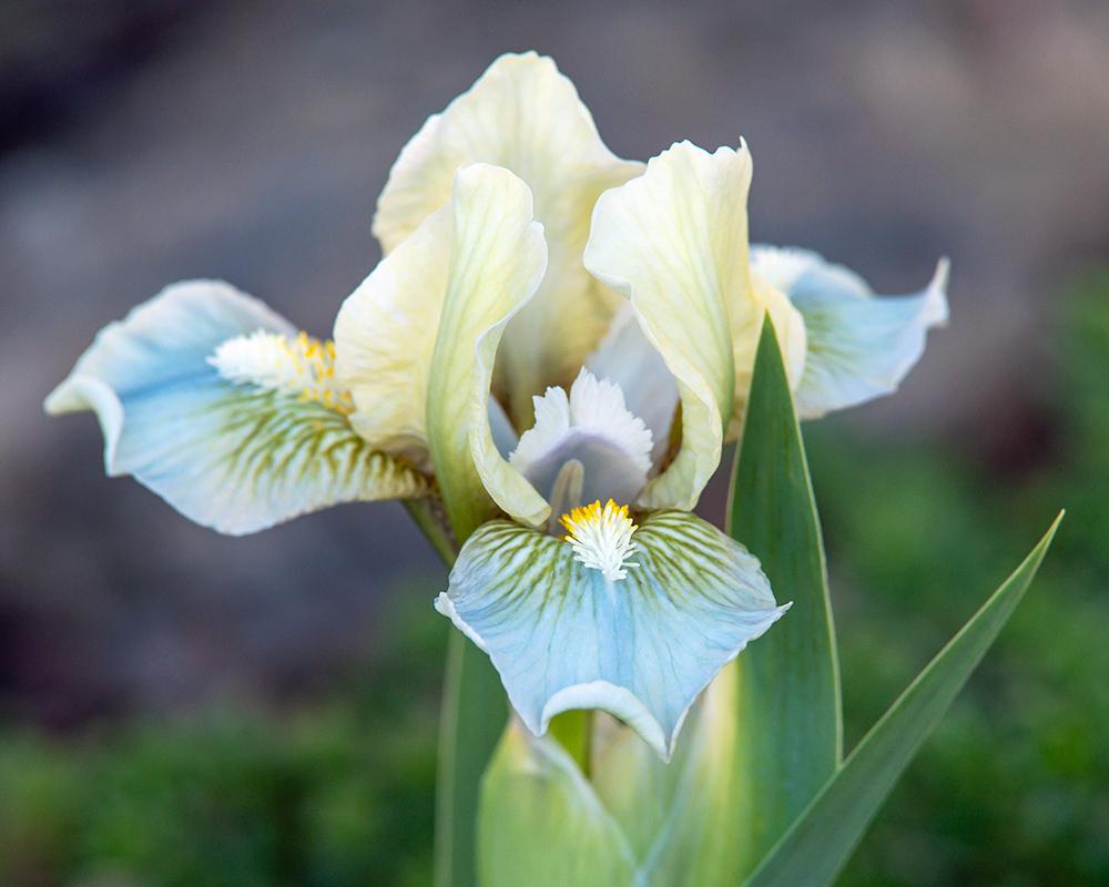 Miniature Dwarf Bearded Iris (Iris 'Maya Mint') in the Irises Database ...
