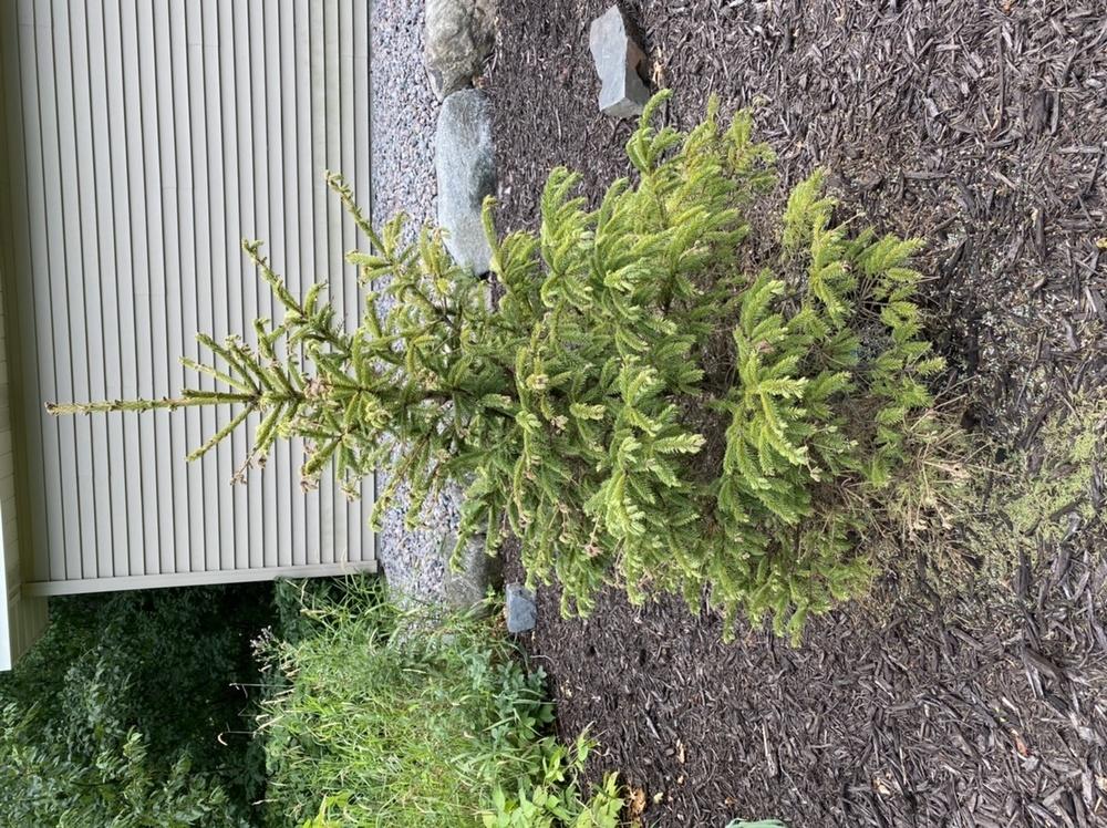 Black hills spruce tree yellowing in the Ask a Question forum - Garden.org
