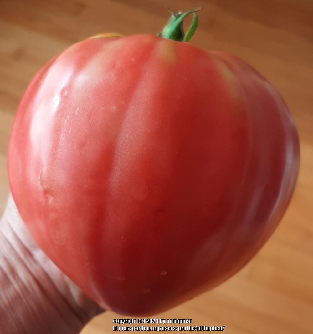 Photo of the fruit of Tomato (Solanum lycopersicum 'Babushka Byka ...