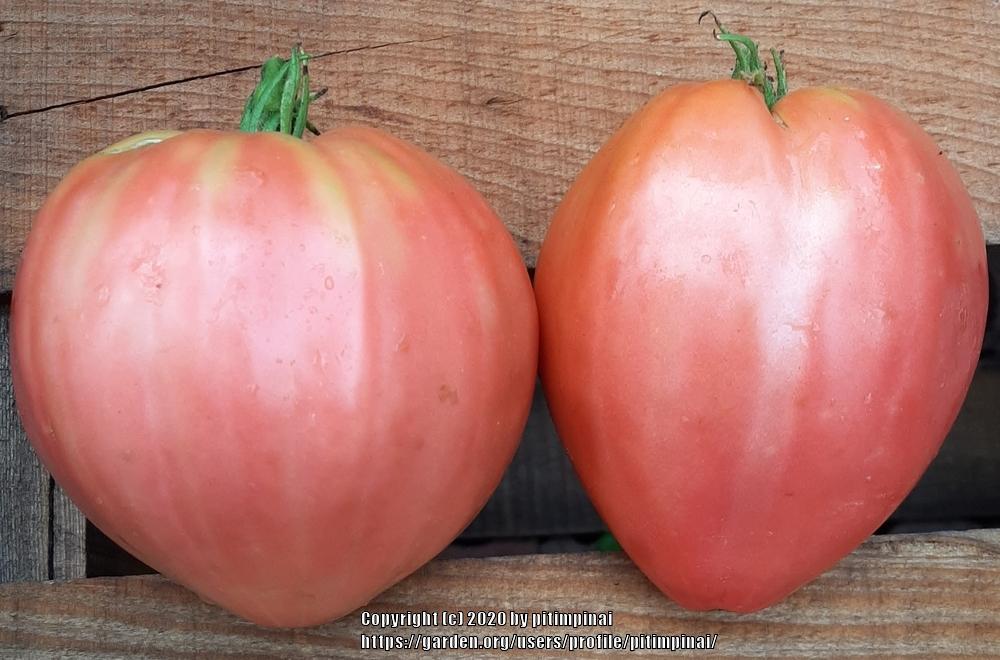 Photo of the fruit of Tomato (Solanum lycopersicum 'Babushka Byka ...
