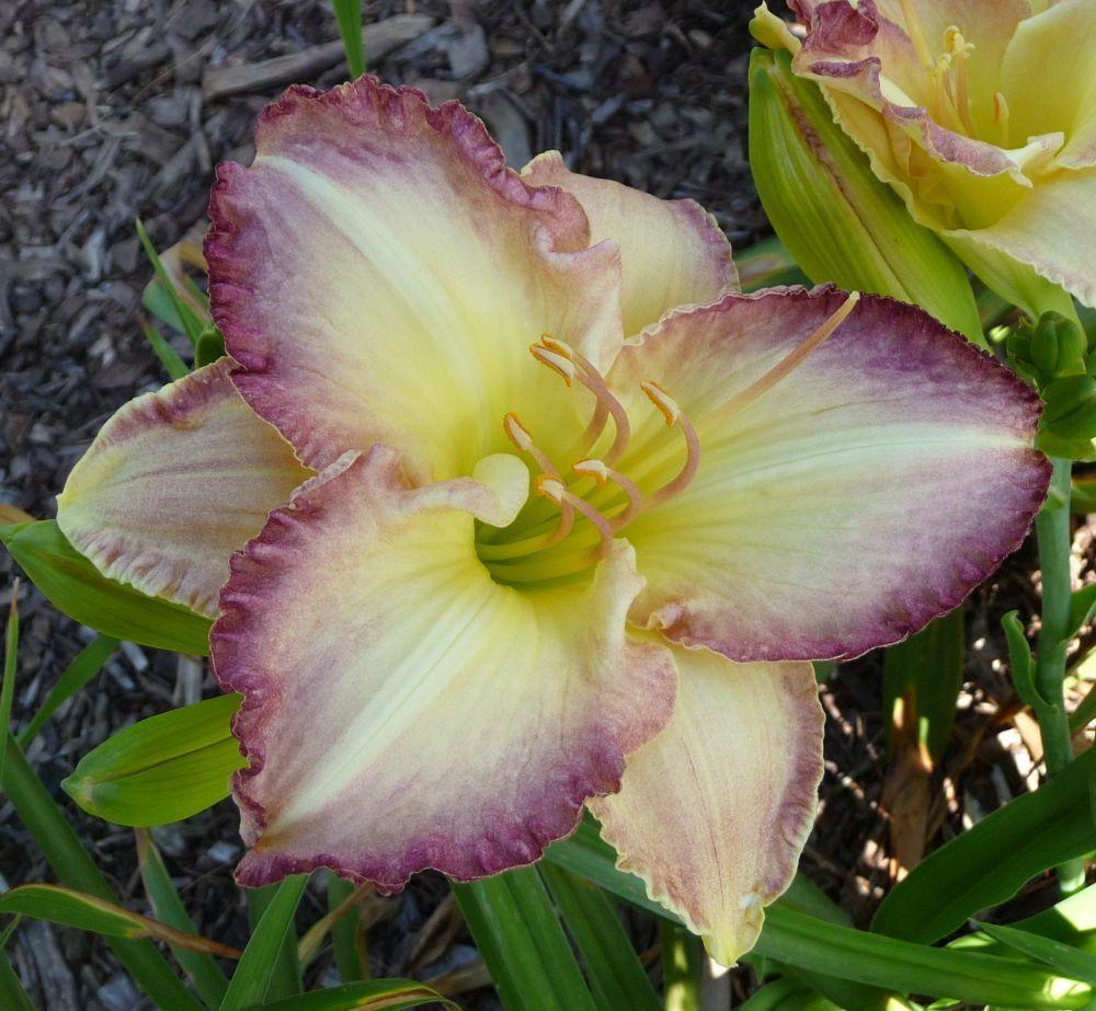 Photo of the bloom of Daylily (Hemerocallis 'Raspberry Picotee') posted ...