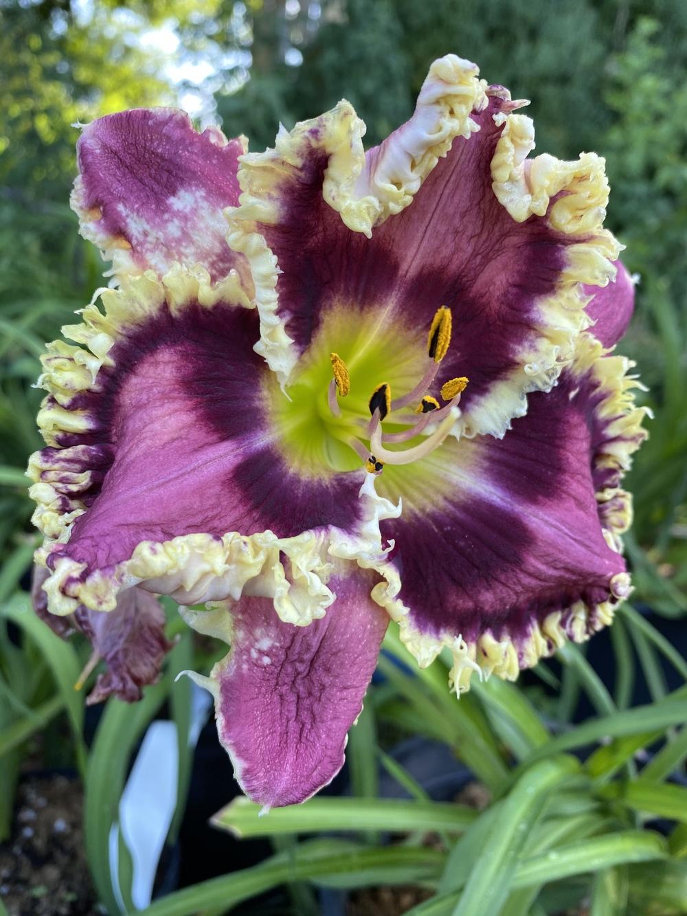 Daylily (Hemerocallis 'Tumbleweed') in the Daylilies Database - Garden.org