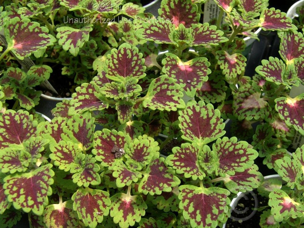 Photo of the leaves of Coleus (Coleus scutellarioides Lava™ Rose ...