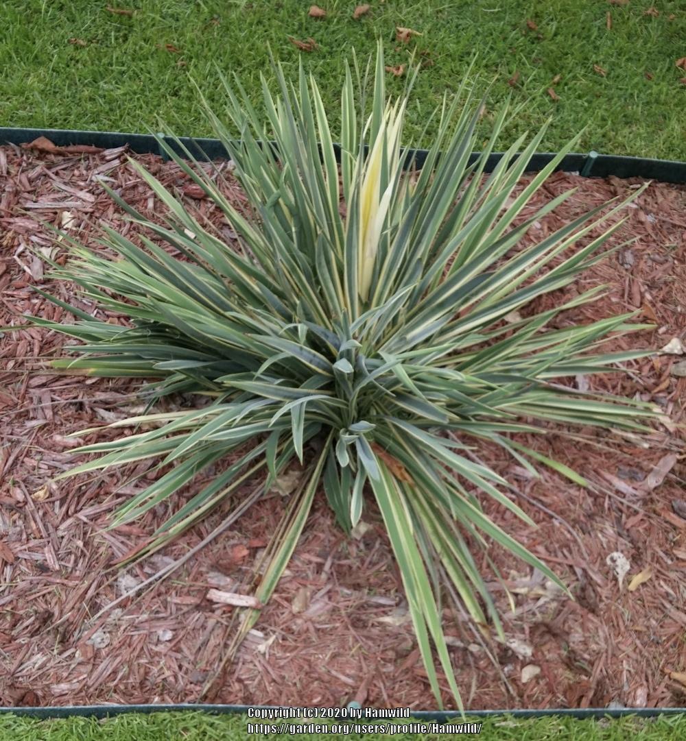 Photo of the entire plant of Adam's Needle (Yucca filamentosa 'Bright ...