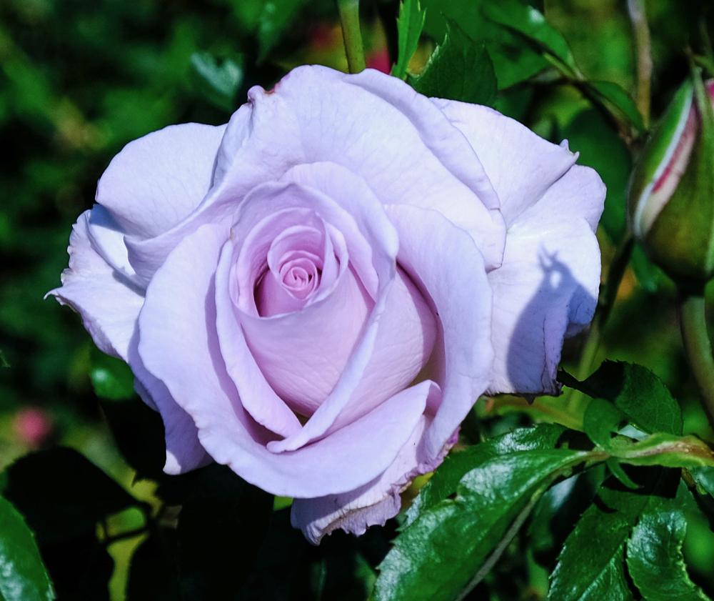 Photo of the bloom of Rose (Rosa 'Lagerfeld') posted by AnnKNCalif ...