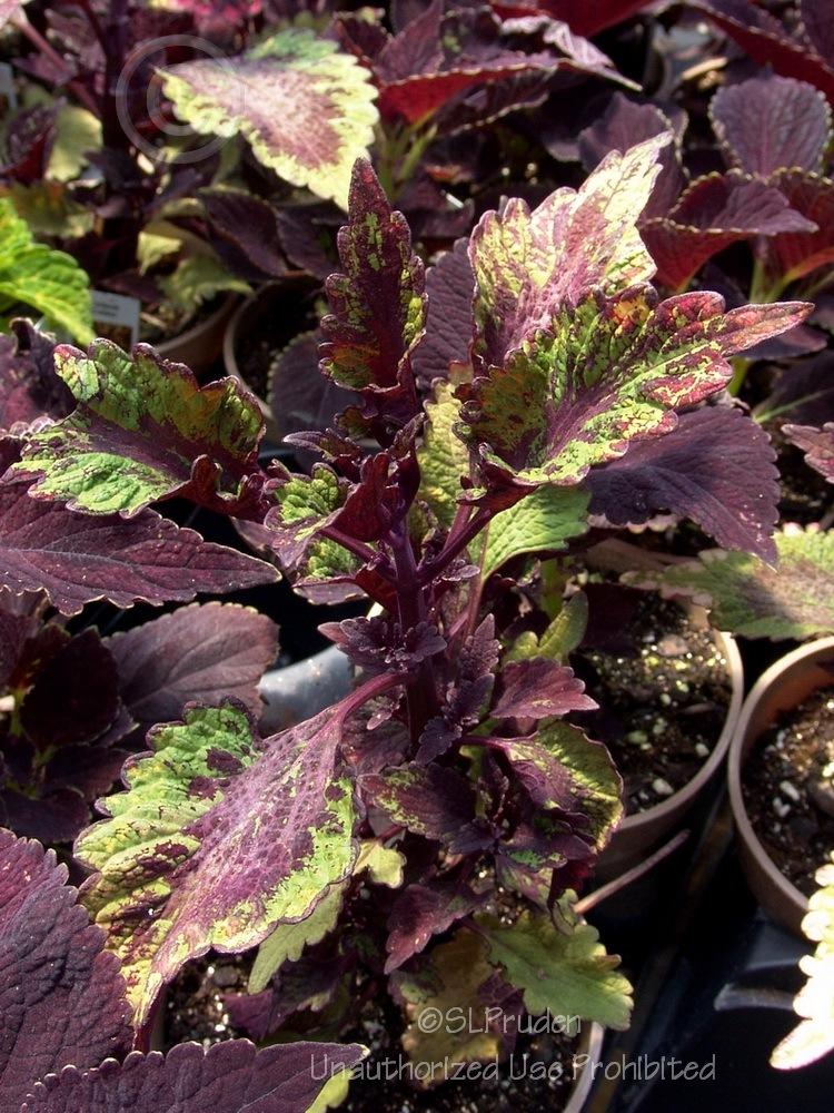 Photo of the entire plant of Coleus (Coleus scutellarioides 'Roaring ...