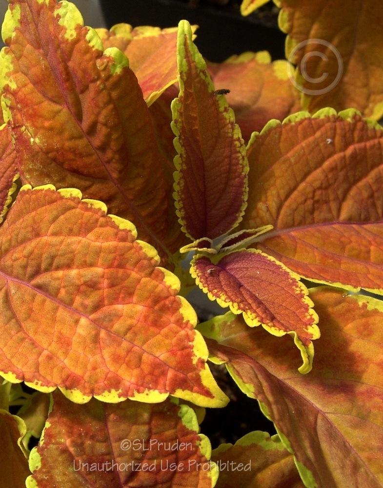 Photo of the leaves of Coleus (Coleus scutellarioides 'Rustic Orange ...