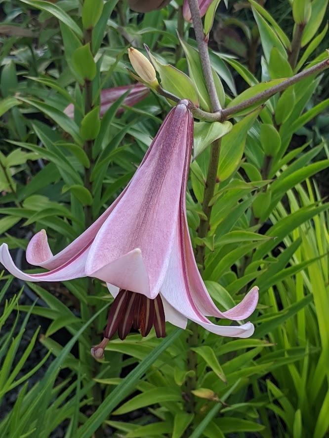 Photo of the bloom of Lily (Lilium 'Eastern Moon') posted by Joy ...