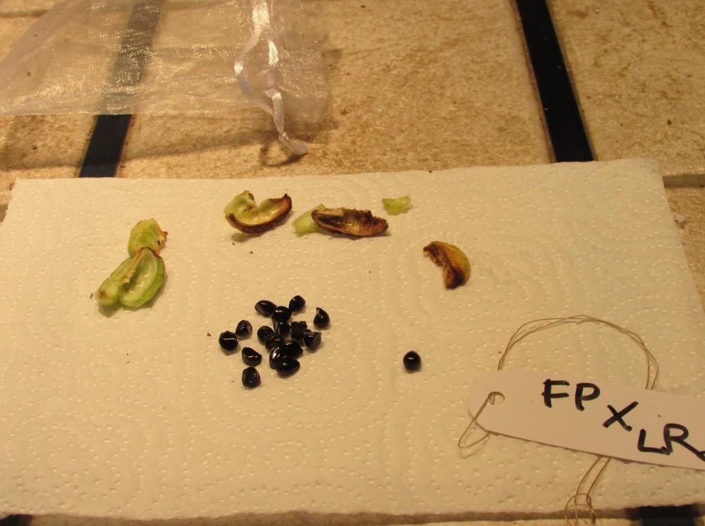 Collecting dl seeds, what is your process? in the Daylilies forum ...