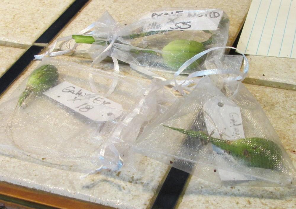 Collecting dl seeds, what is your process? in the Daylilies forum ...