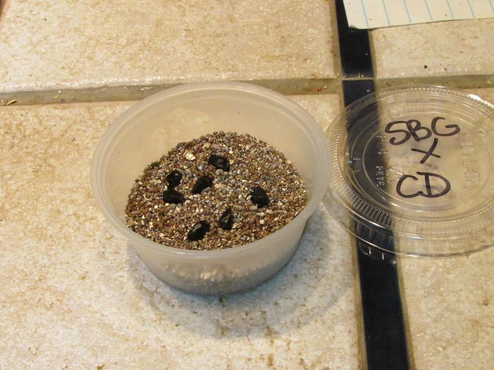 Collecting dl seeds, what is your process? in the Daylilies forum ...