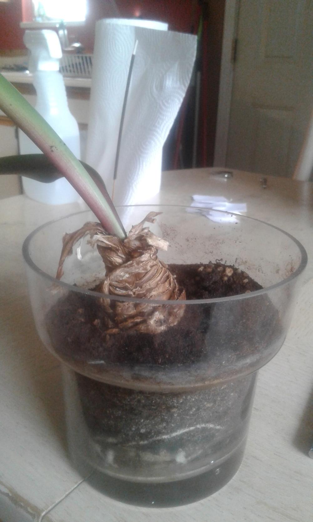 Identifying this bulb / How to care for it in the Plant ID forum ...