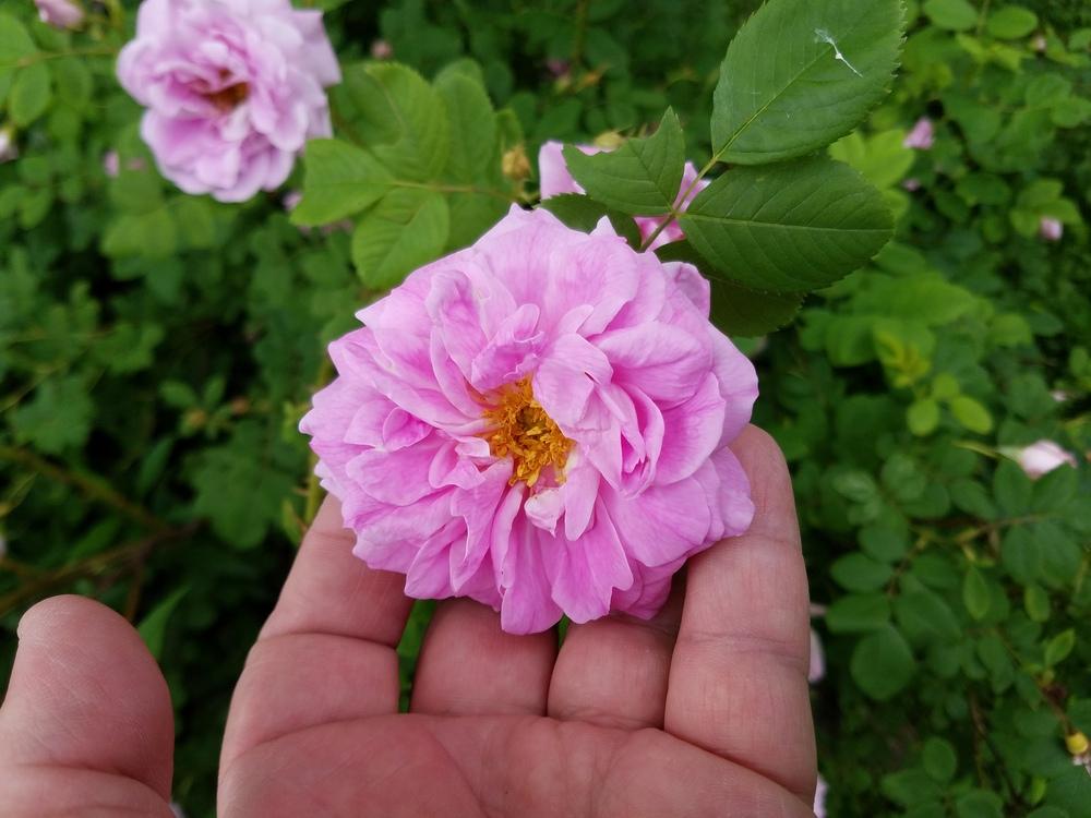 Original Banshee? in Photo of Rose (Rosa 'Banshee') - Garden.org