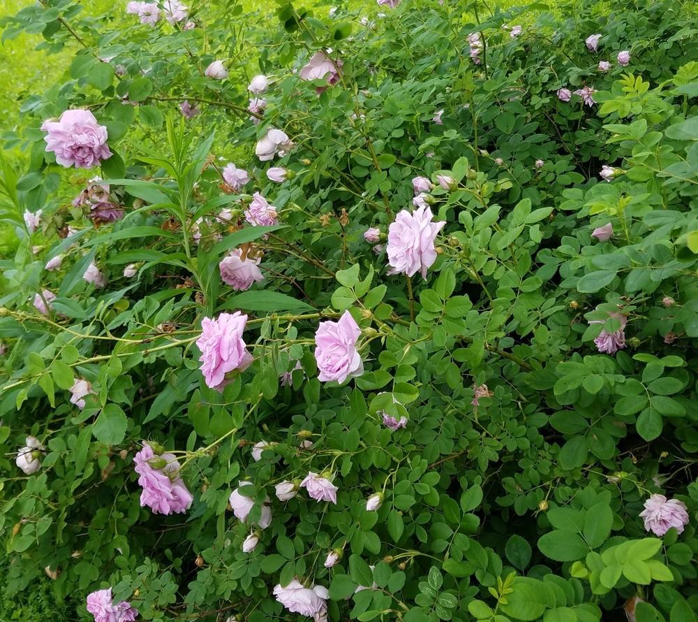 Original Banshee? in Photo of Rose (Rosa 'Banshee') - Garden.org