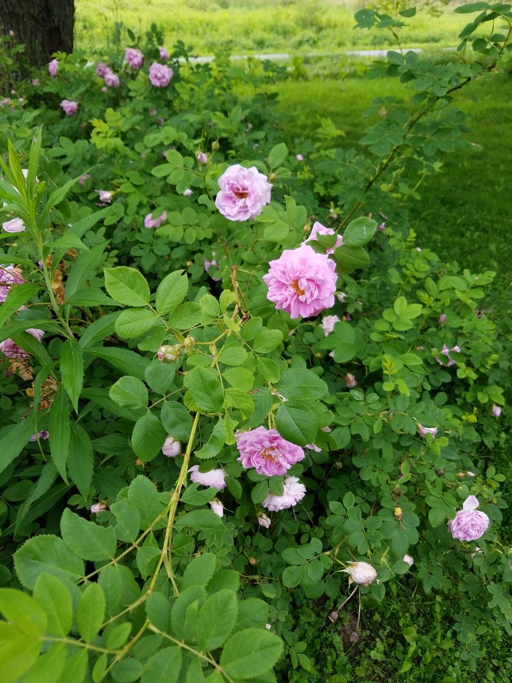 Original Banshee? in Photo of Rose (Rosa 'Banshee') - Garden.org