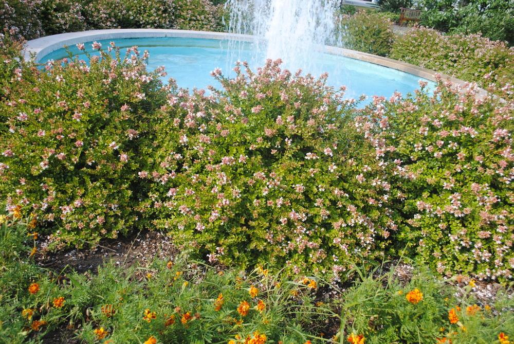 Glossy Abelia (Zabelia 'Little Richard') in the Abelias Database ...