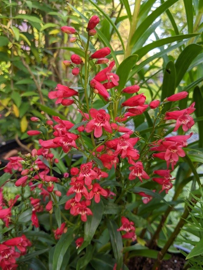 Penstemons: Plant Care and Collection of Varieties - Garden.org