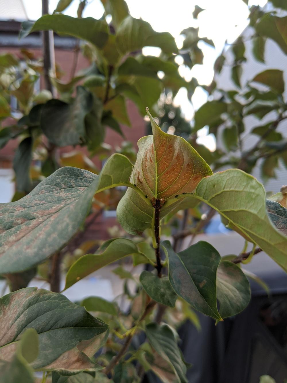 Identifying the issue/disease with Japanese Lilac in the Ask a Question ...