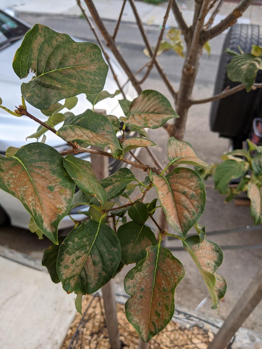 Identifying the issue/disease with Japanese Lilac in the Ask a Question ...