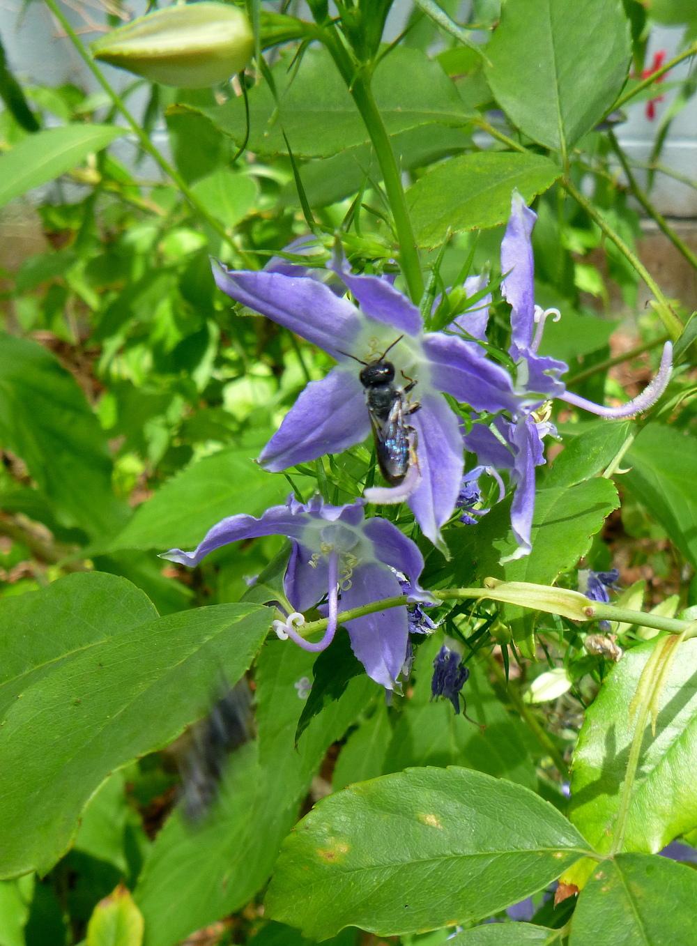 Photo of the stamens, filaments and pistils of Tall American Bellflower ...