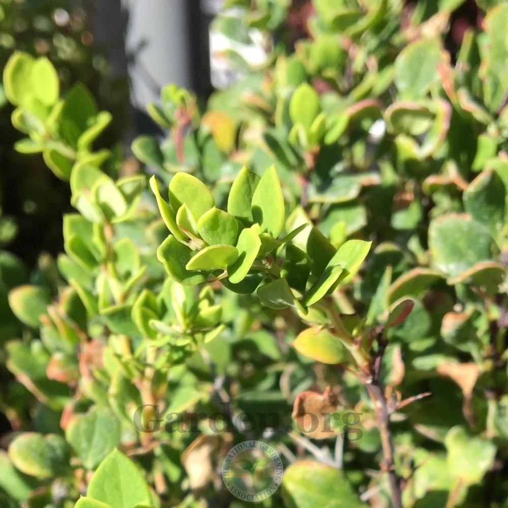 Japanese Barberry (Berberis thunbergii First Editions® Moscato™) in the ...