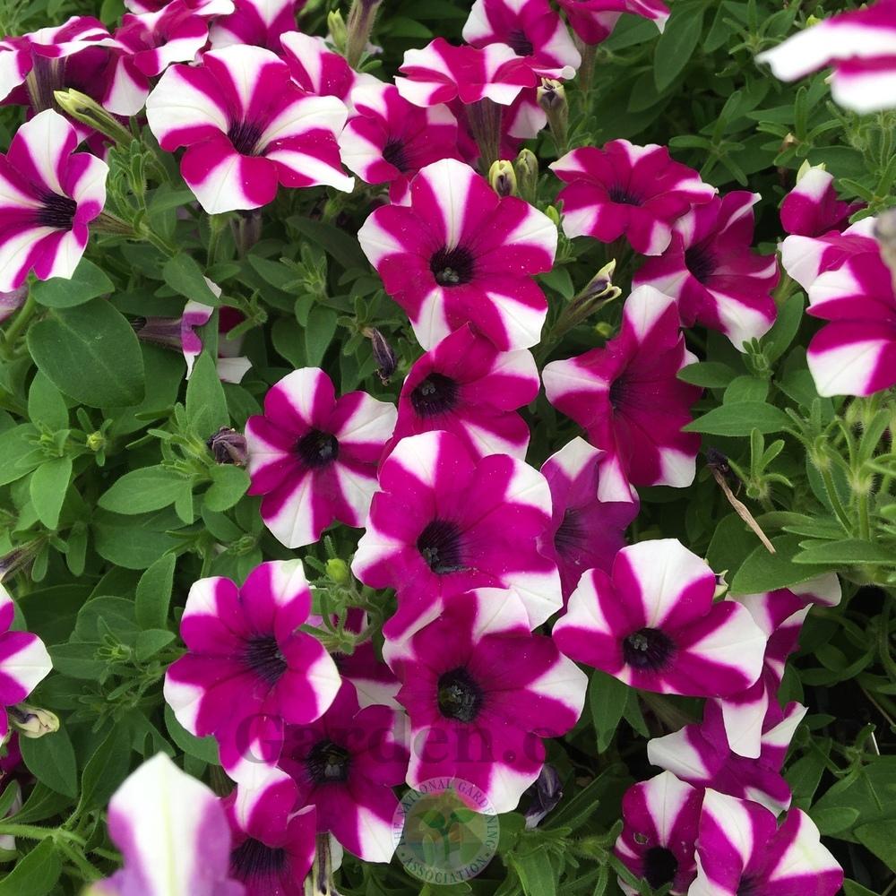 Petunia Shortcake™ Blueberry in the Petunias Database - Garden.org
