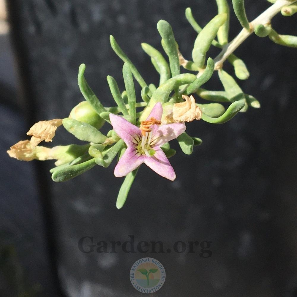 Black Goji Berry (Lycium ruthenicum 'Black Pearl') - Garden.org