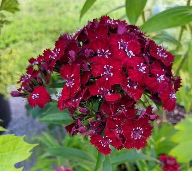 Photo of the bloom of Sweet William (Dianthus barbatus Sweet™ Black ...