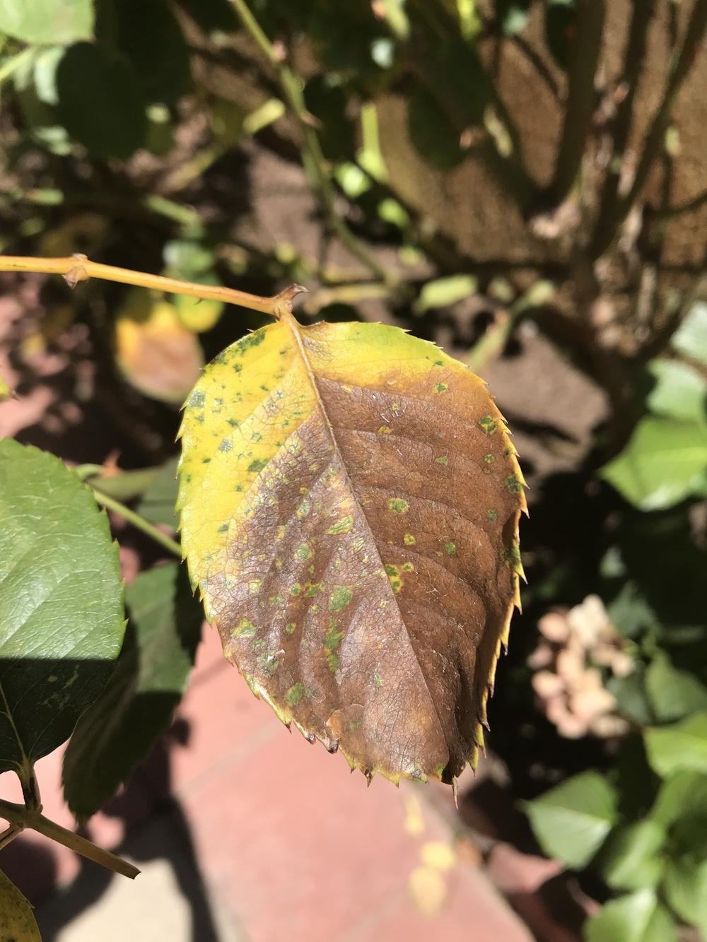 Rose Tree - Chlorosis Treatment in the Ask a Question forum - Garden.org