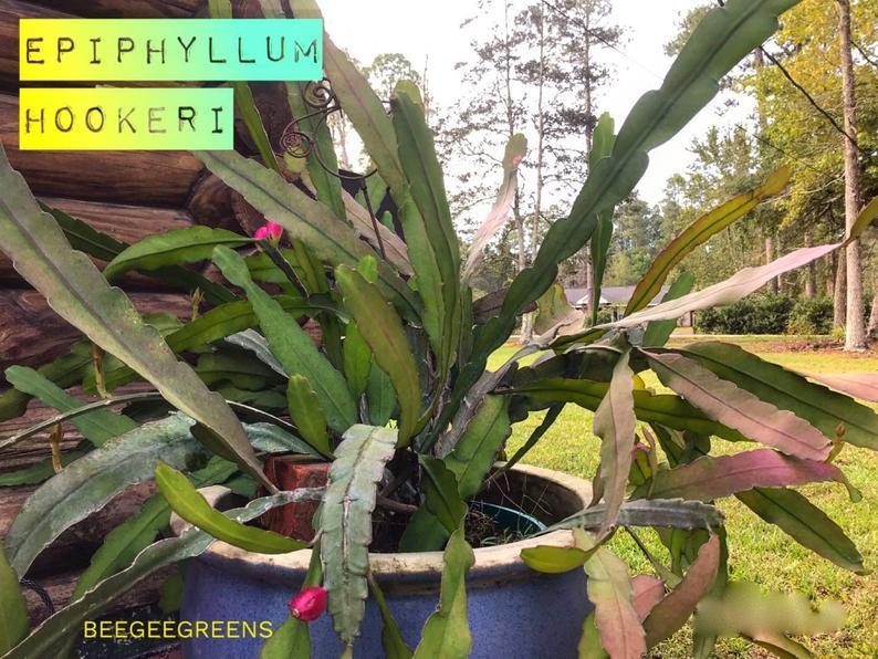 Photo of the entire plant of Epiphyllum hookeri subsp. hookeri posted ...