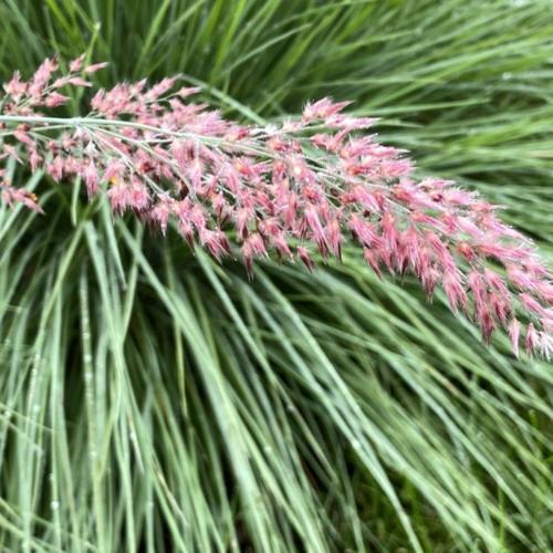 Ruby Grass (Melinis nerviglumis) - Garden.org