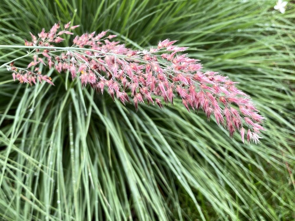 Ruby Grass (Melinis nerviglumis) - Garden.org