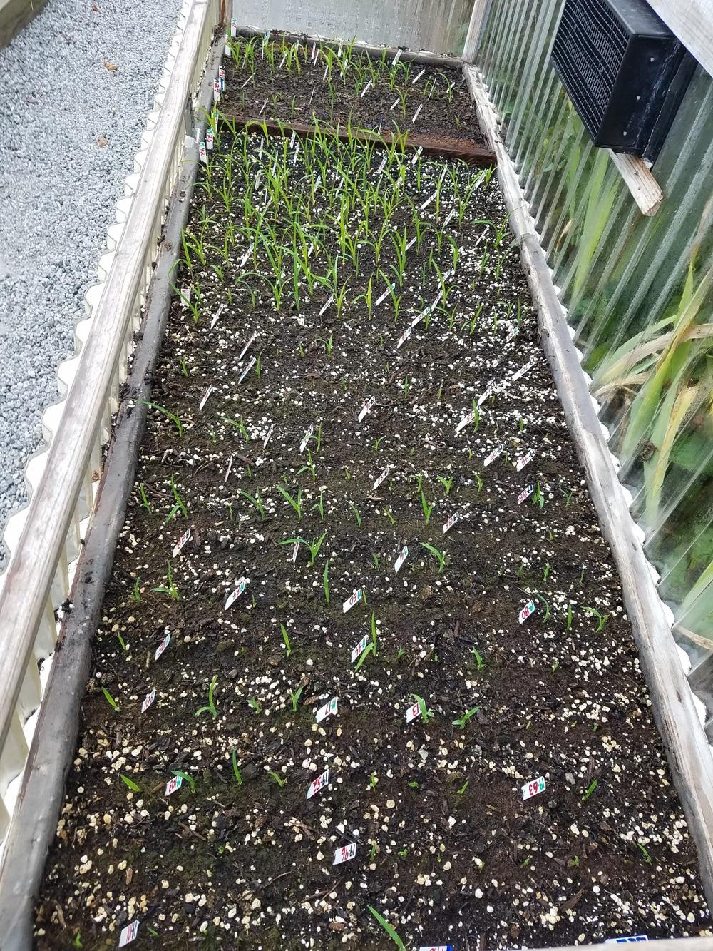 Collecting dl seeds, what is your process? in the Daylilies forum ...