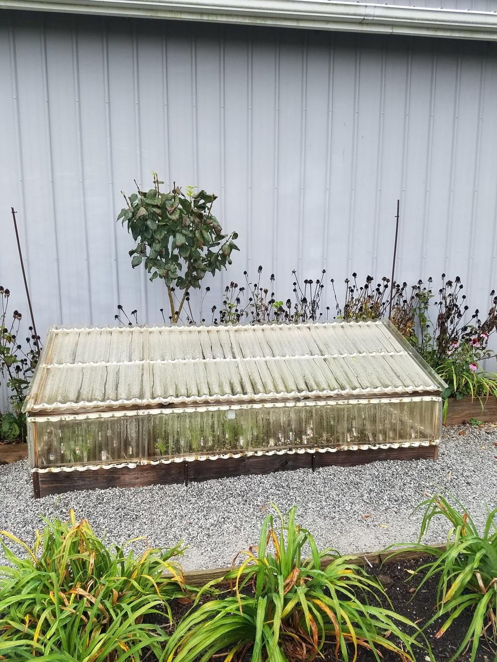 Collecting dl seeds, what is your process? in the Daylilies forum ...