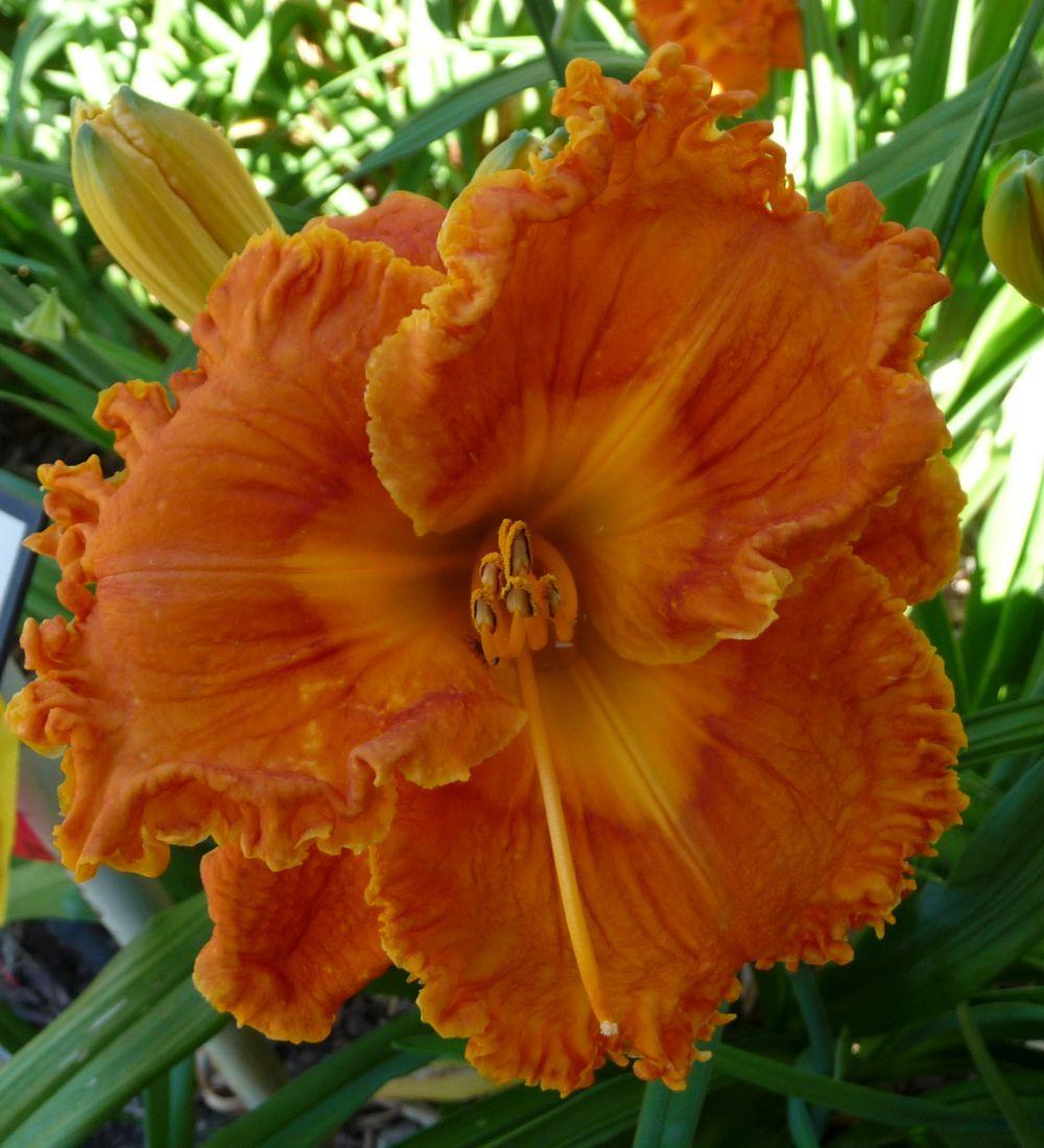 Photo of the bloom of Daylily (Hemerocallis 'Sun Scream') posted by ...