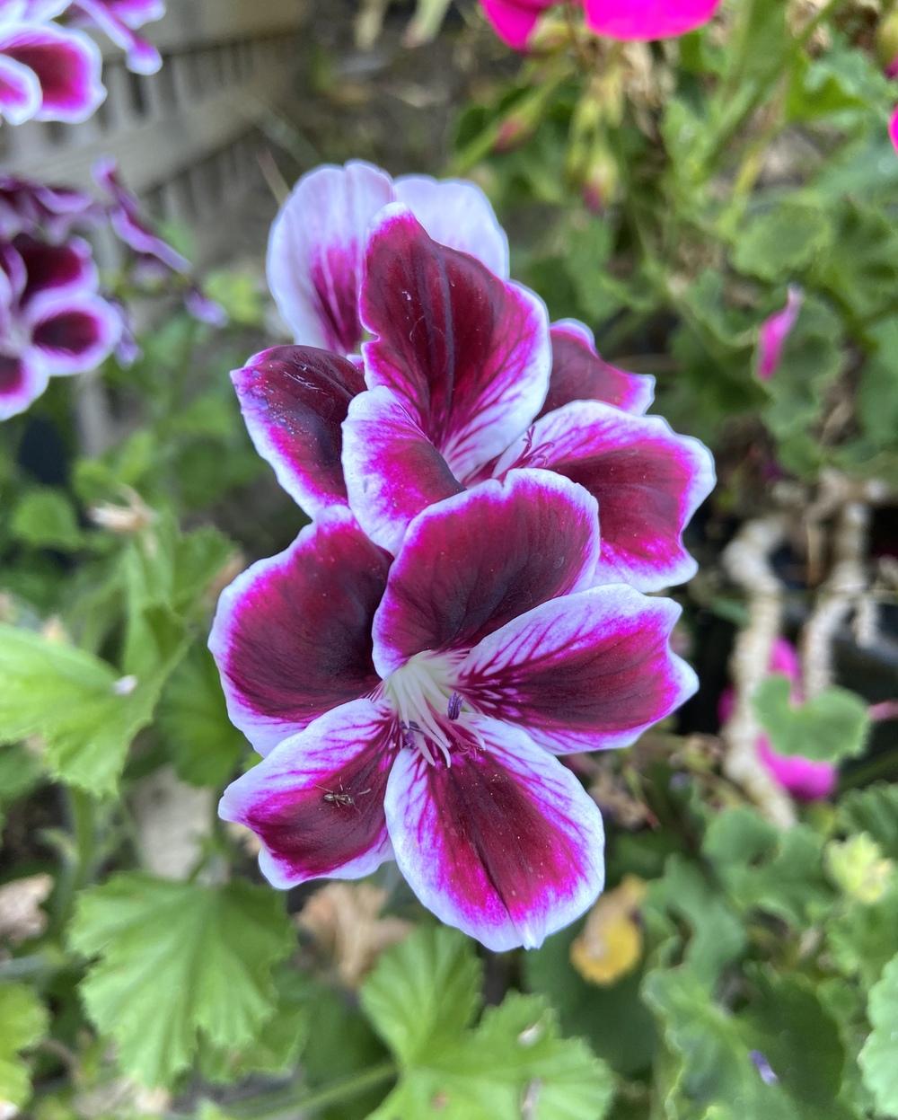 Pelargoniums: Plant Care and Collection of Varieties - Garden.org