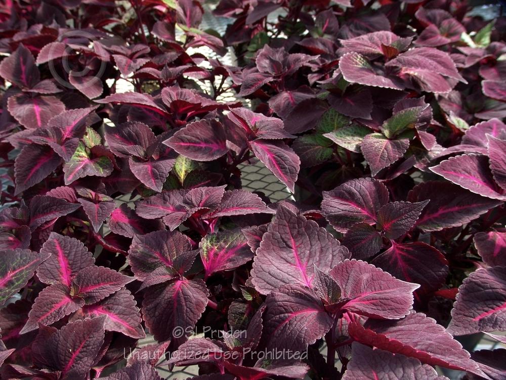 Coleus (Coleus scutellarioides 'Tricolor') in the Coleus Database ...