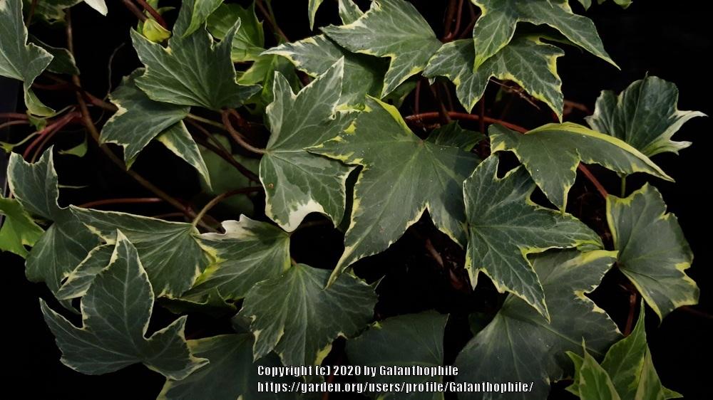 Photo of the leaves of English Ivy (Hedera helix 'Yellow Ripple ...