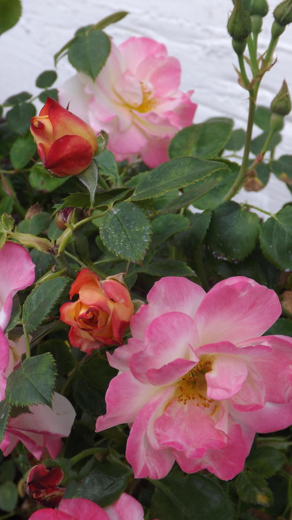 Photo of the entire plant of Rose (Rosa 'Campfire') posted by ...