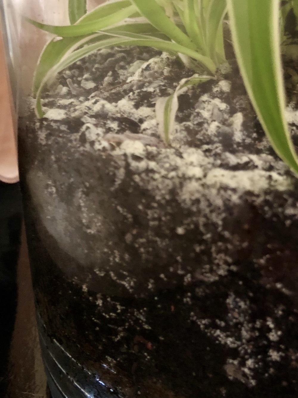 Fungus in terrarium in the Ask a Question forum - Garden.org