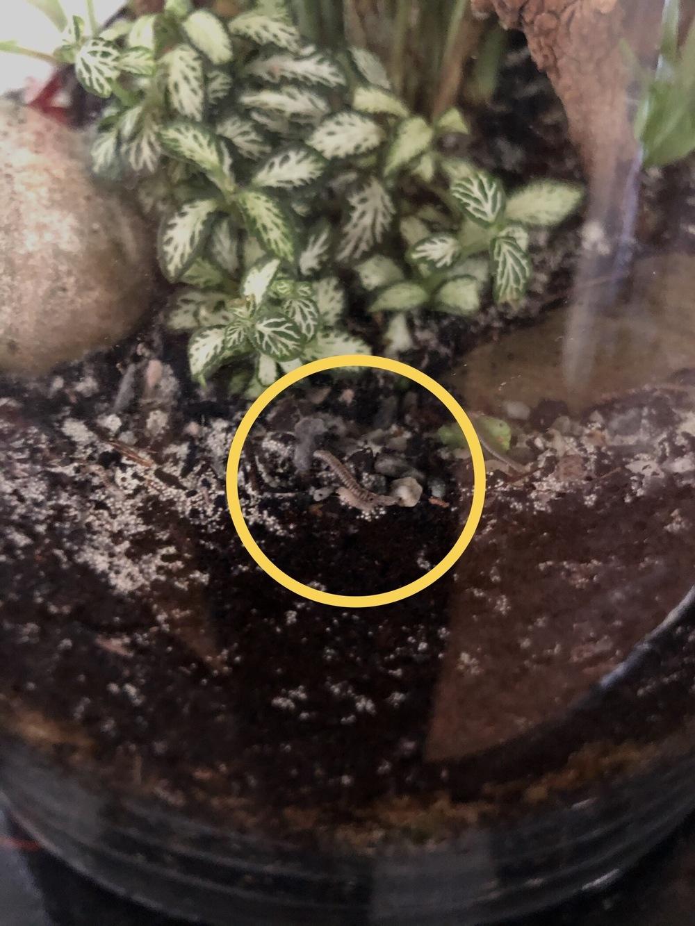 Fungus in terrarium in the Ask a Question forum - Garden.org