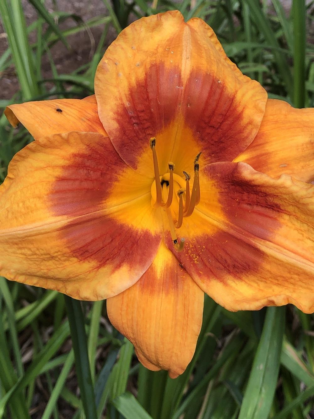 Daylily (Hemerocallis 'Eye-Yi-Yi') in the Daylilies Database - Garden.org