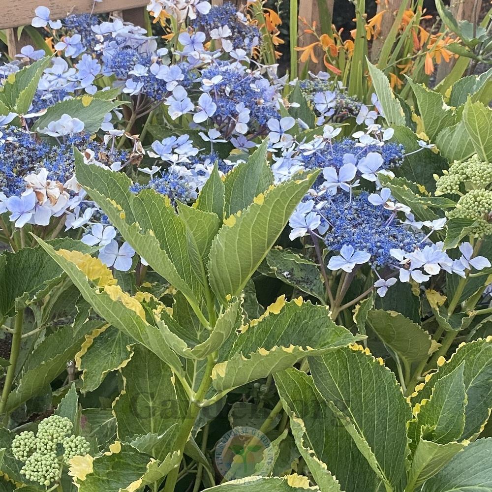 Bigleaf Hydrangea (Hydrangea macrophylla 'Lemon Wave') in the ...