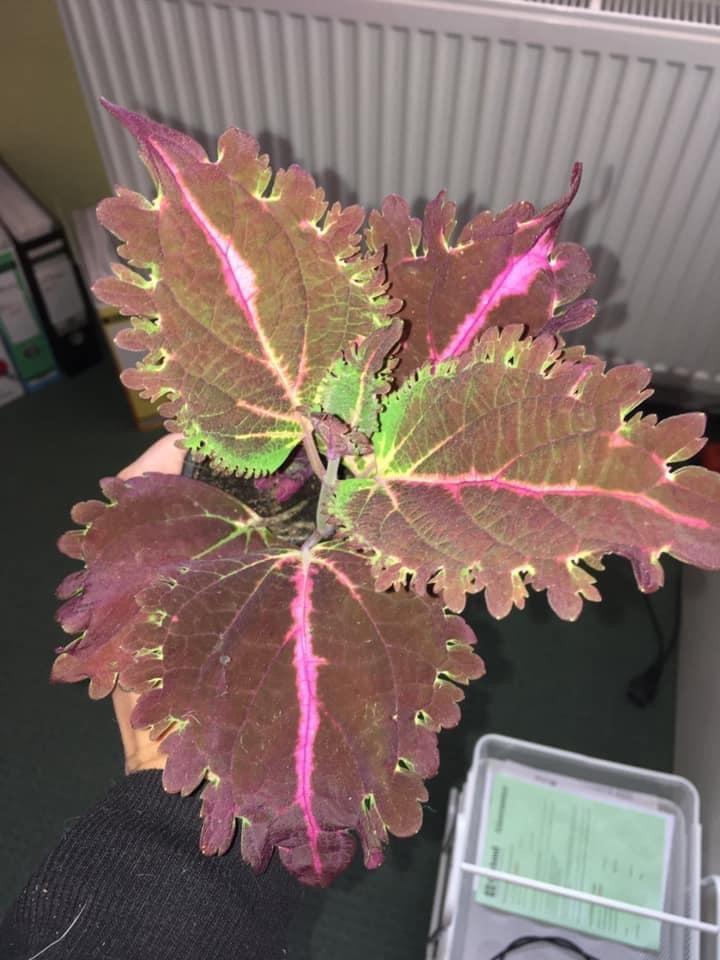 Coleus (Coleus scutellarioides 'Crimson Ruffles') in the Coleus ...