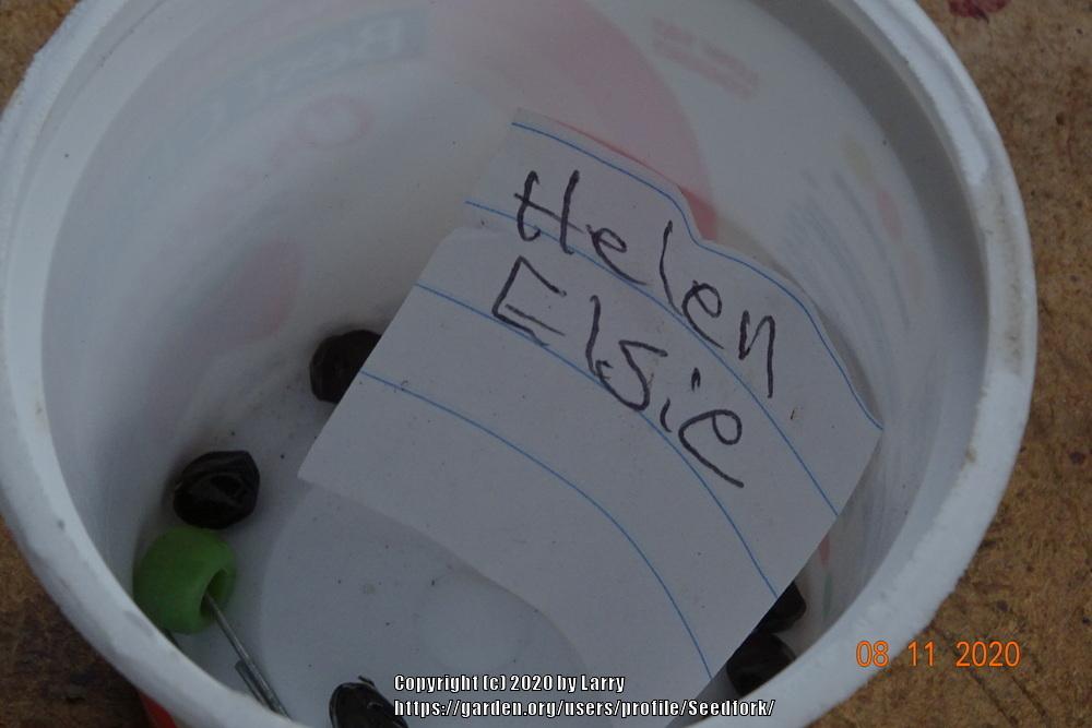 Collecting dl seeds, what is your process? in the Daylilies forum ...