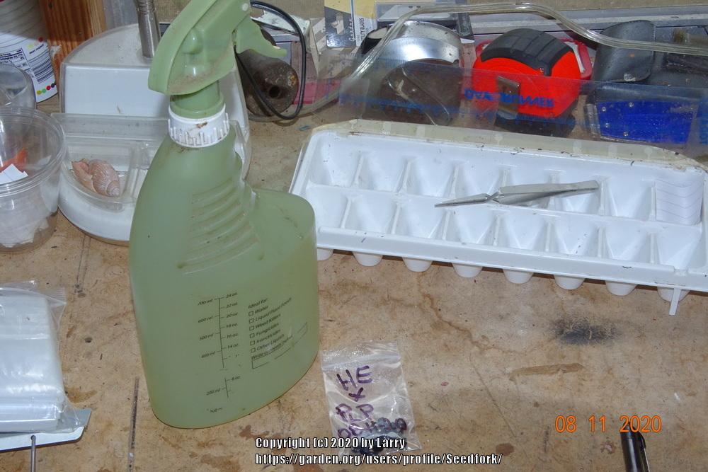 Collecting dl seeds, what is your process? in the Daylilies forum ...